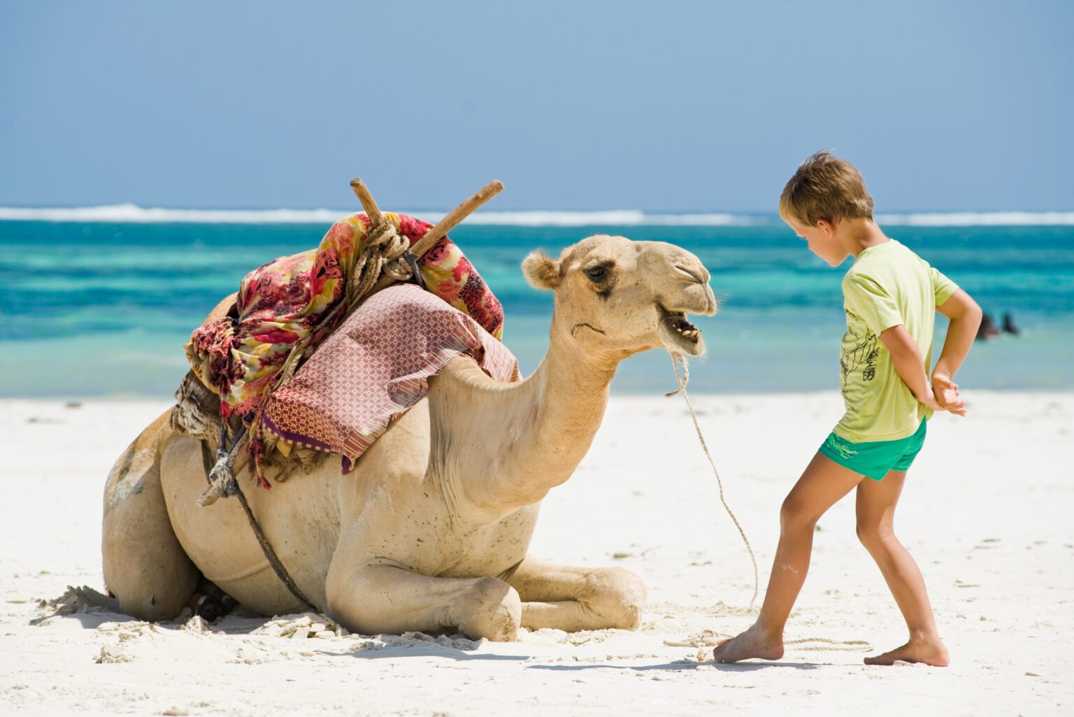 Camel ride - Egypt Tours Group